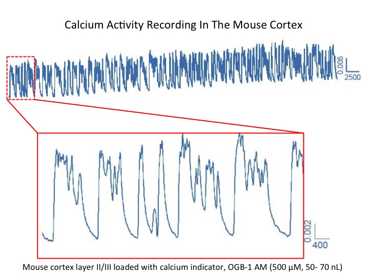 Calcium activity recording in the mouse visual cortex – Roberts Lab