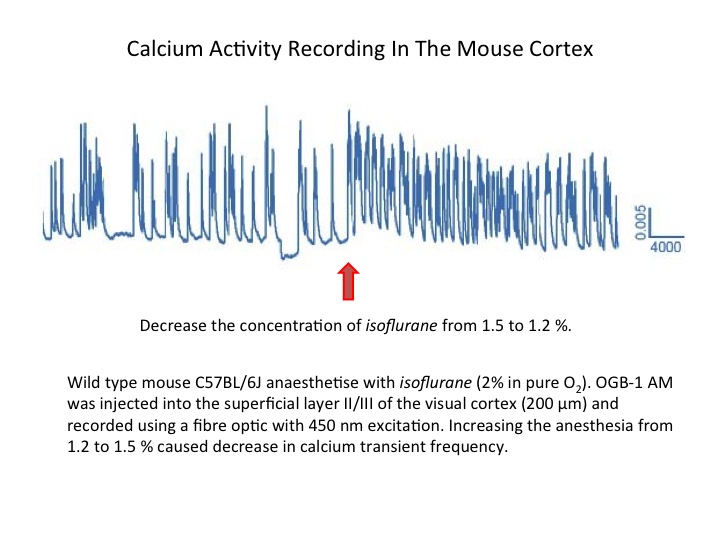 Calcium activity recording in the mouse visual cortex – Roberts Lab
